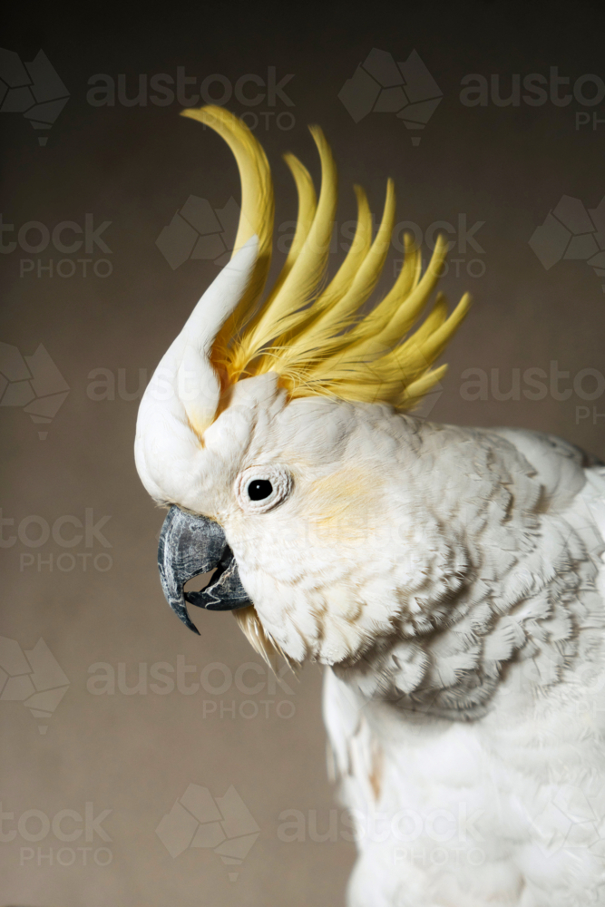 Image of Side profile of a sulphur-crested cockatoo - Austockphoto