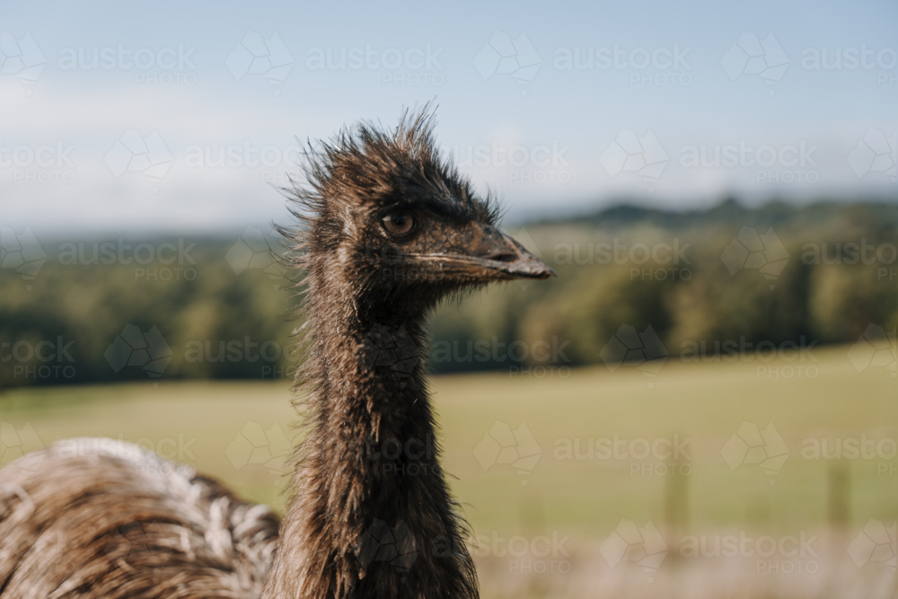 Image of Side profile of an emu head under the sun. - Austockphoto