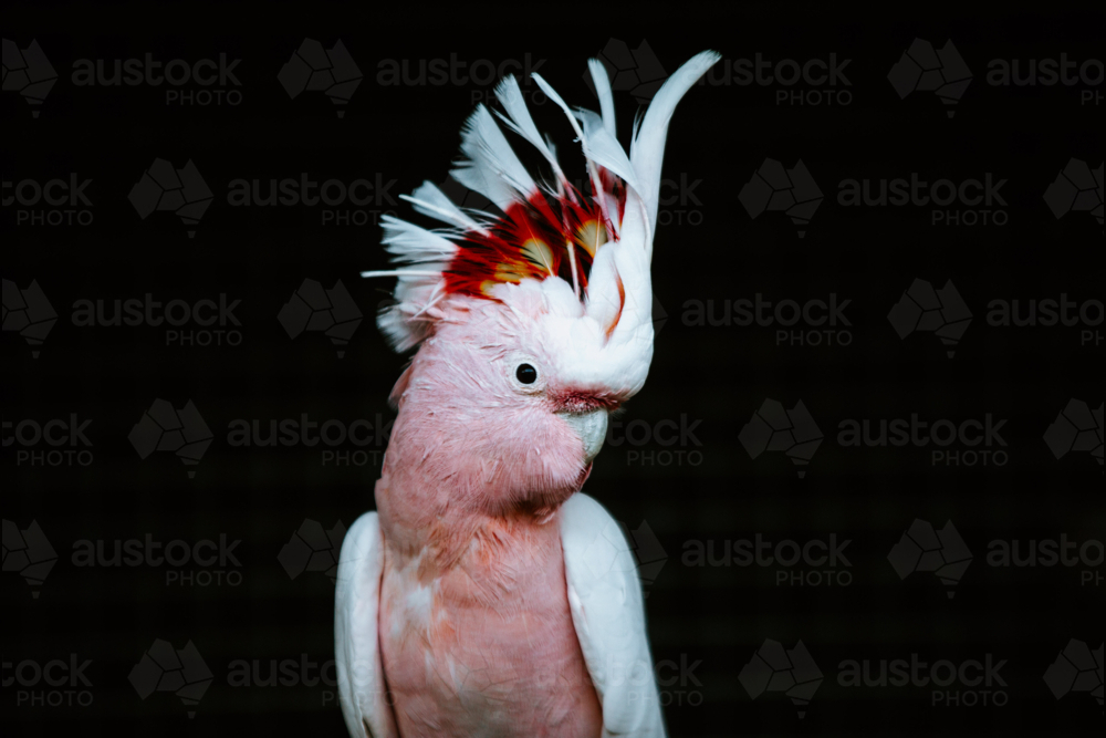 Image of Side profile of Leadbeater's cockatoo with black background ...