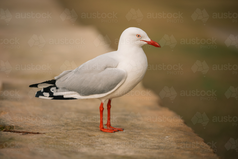 Image of Side profile view of relaxed seagull - Austockphoto