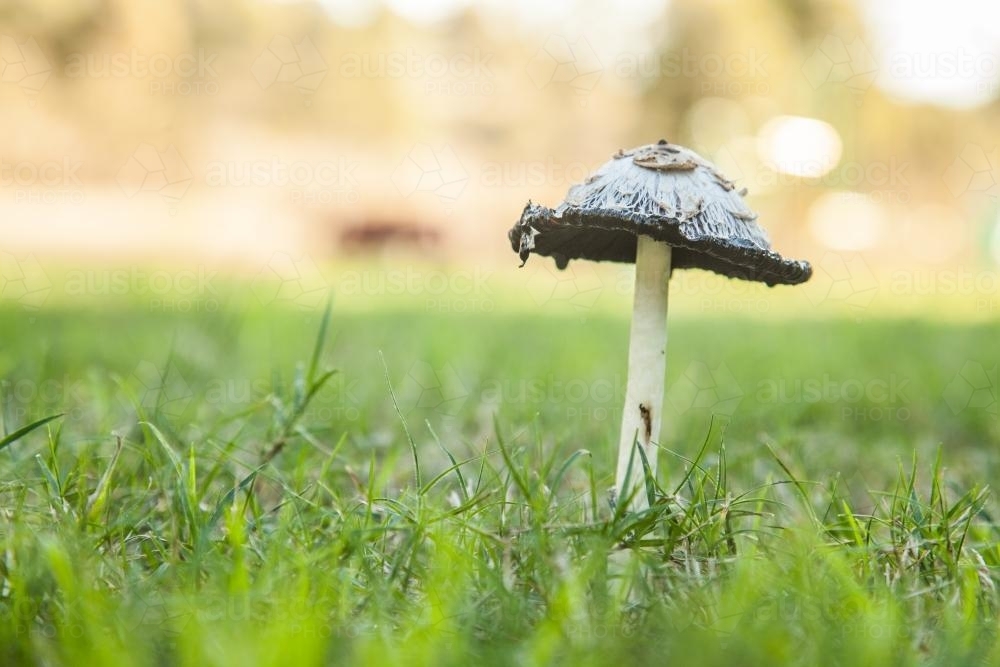 Image of Side view of large fungi growing on the lawn in the afternoon ...