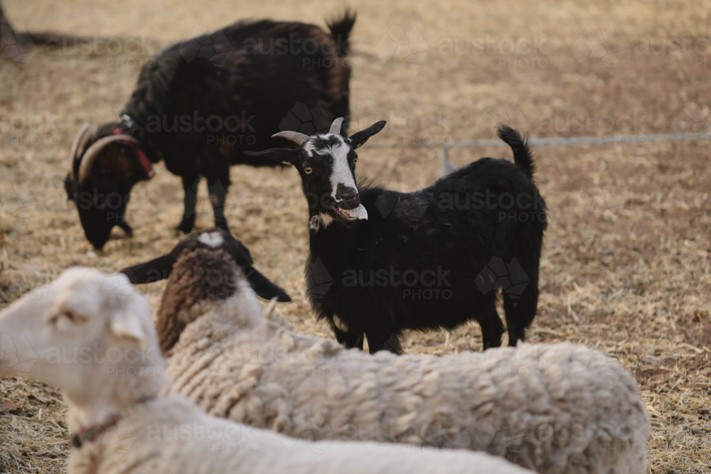 Image of Silly goat with tongue poking out eating food - Austockphoto