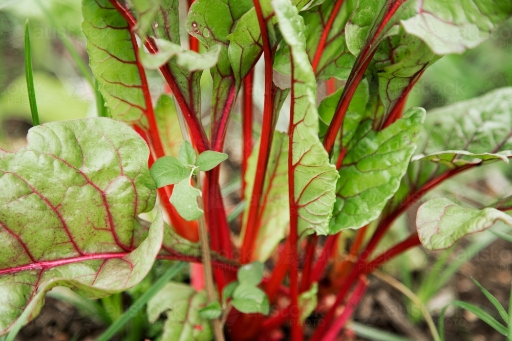 Image of Silver beet plant - Austockphoto