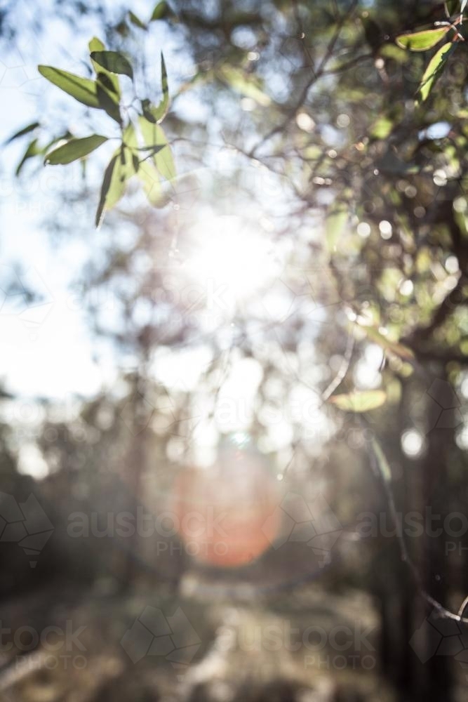 Image of Silver sun lens flare with out of focus gum trees - Austockphoto