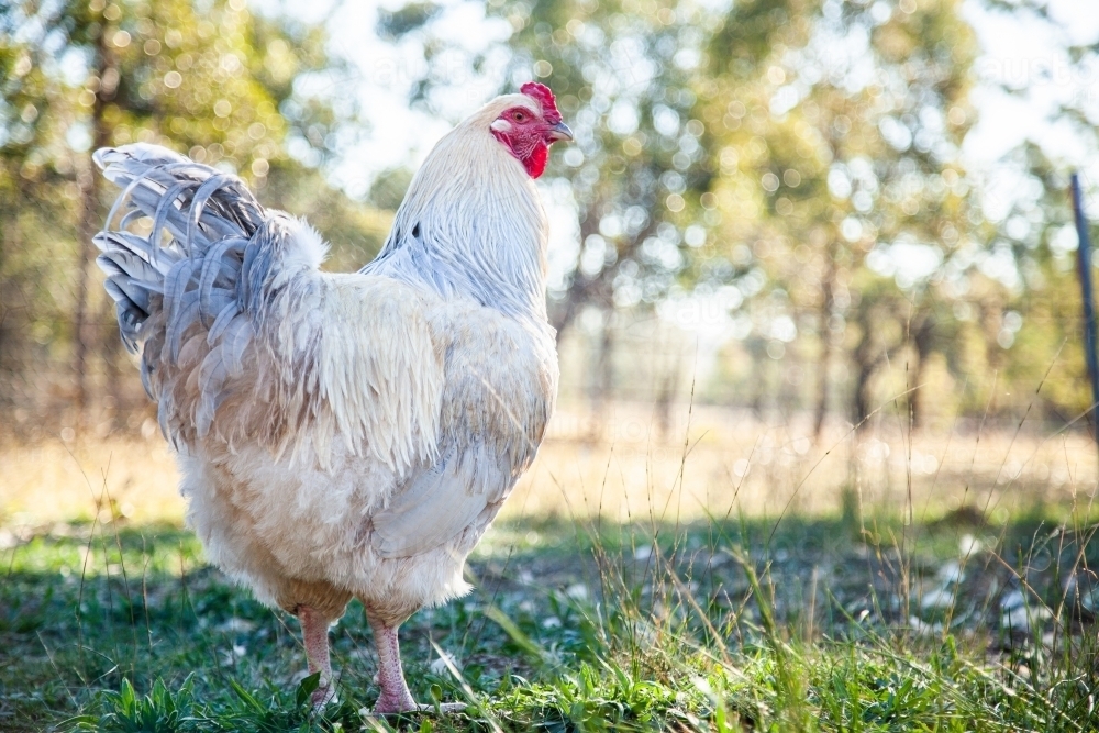 Image of Silver white rooster in chook yard - Austockphoto