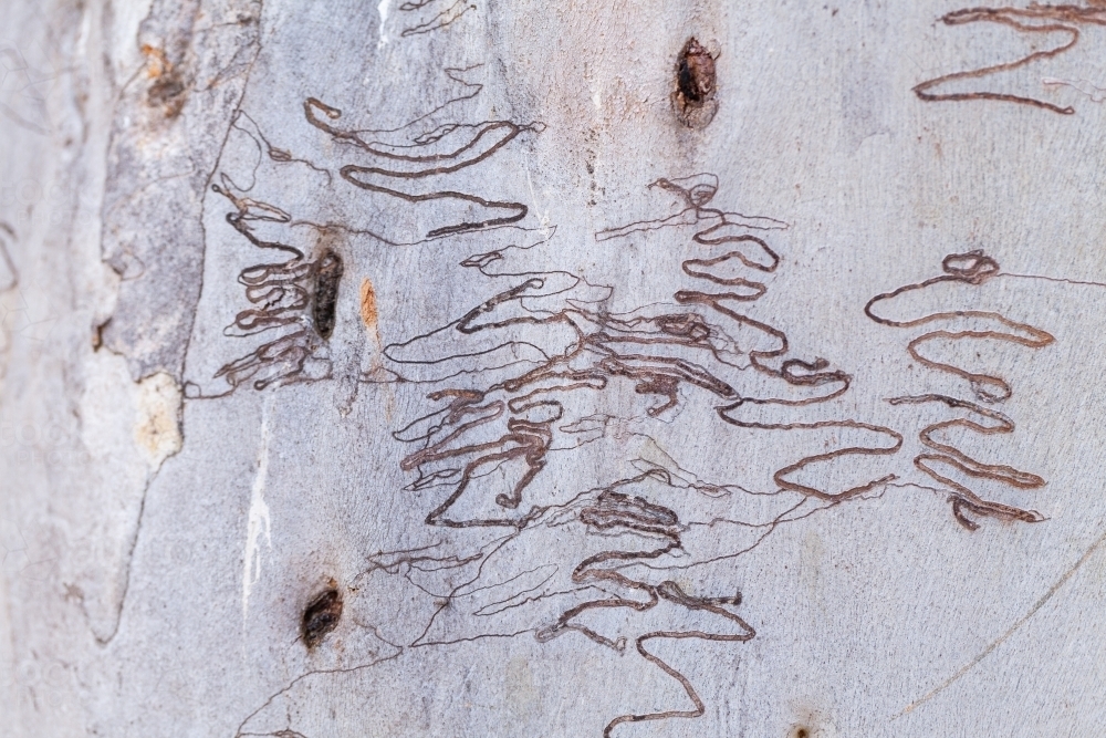 Image of Silvery tree trunk with moth grub track scribbles on bark ...