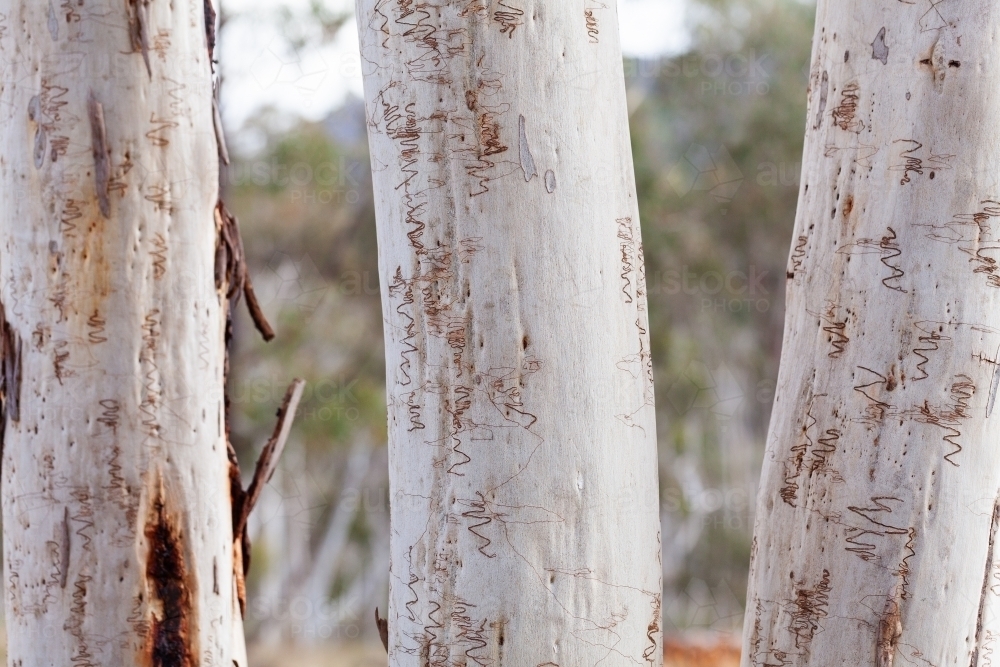 Image of Silvery tree trunk with moth grub track scribbles on tree bark ...