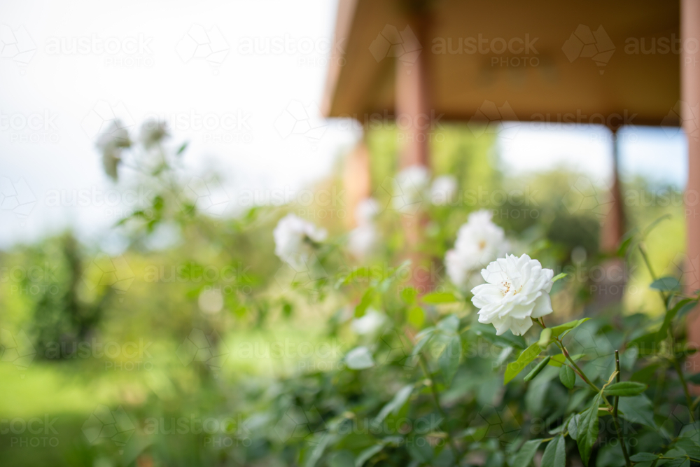 Image of Simple white roses along front verandah of country home ...