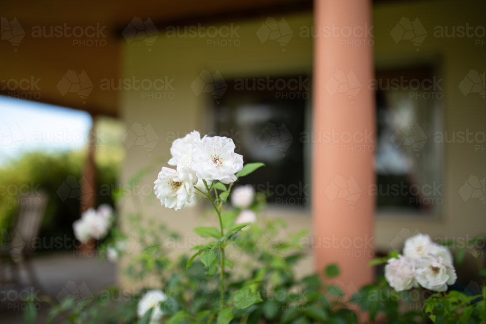 Image of Simple white roses along front verandah of country home ...