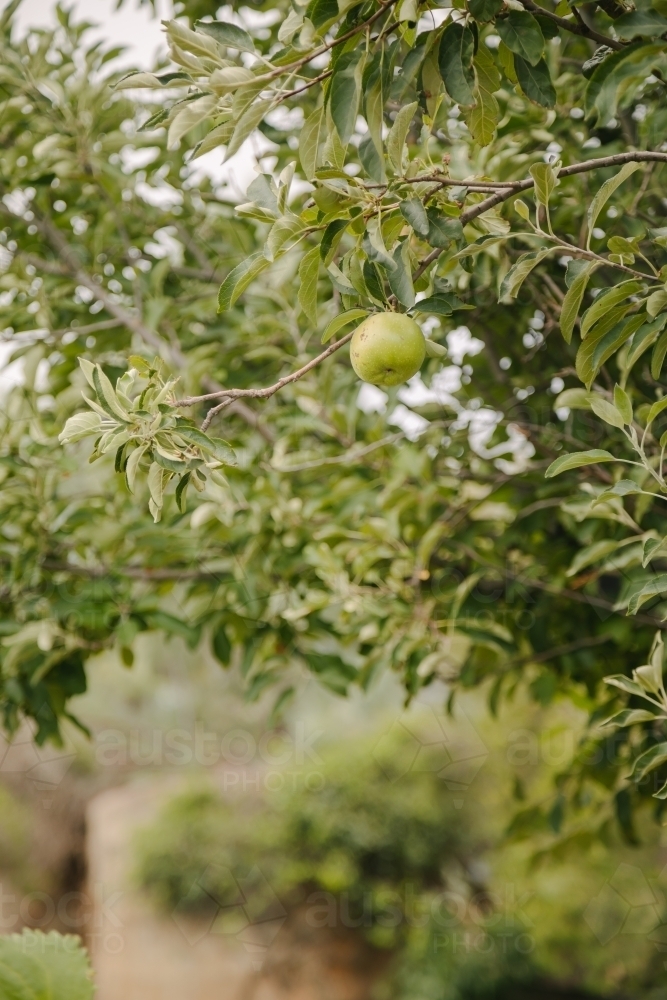 Image of Single apple growing on tree in rural backyard - Austockphoto
