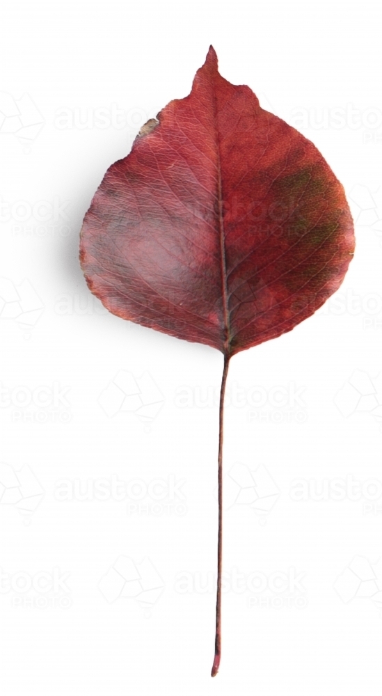 Image of Single autumn leaf on blank background - Austockphoto