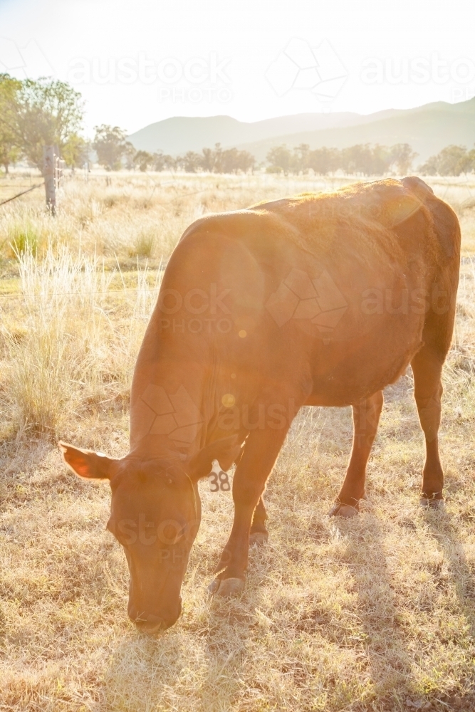 Image of Single brown cow in farm paddock with sunlight and lens flare ...