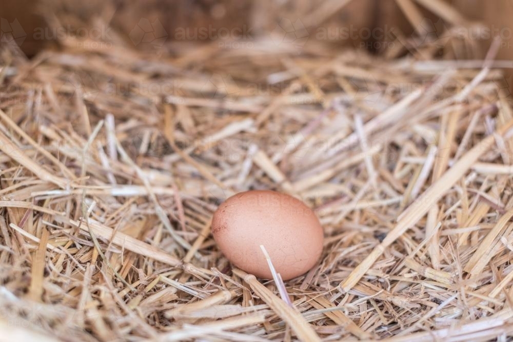 Image of single egg in straw in a nesting box - Austockphoto