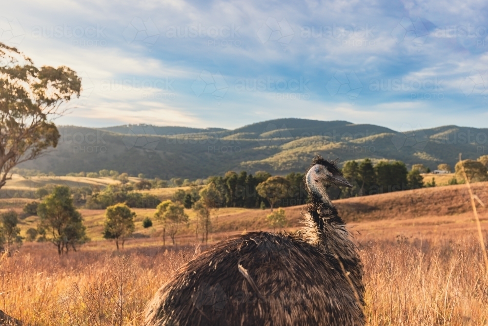 Image of Single emu standing in rural landscape at sunset - Austockphoto