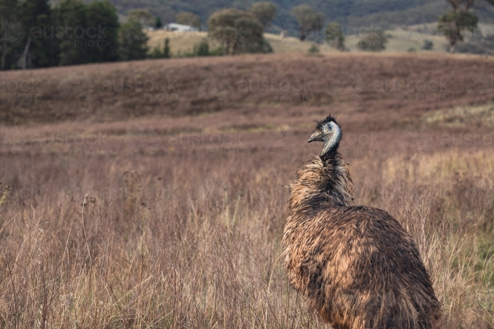 Image of Single emu standing in rural landscape - Austockphoto