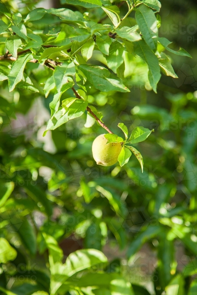 Image of Single green peach growing on bush in garden - Austockphoto