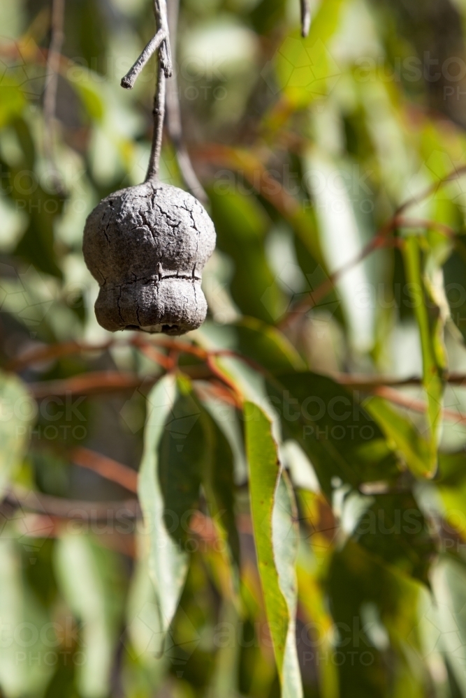 Image of Single gum nut and eucalypt leaves - Austockphoto