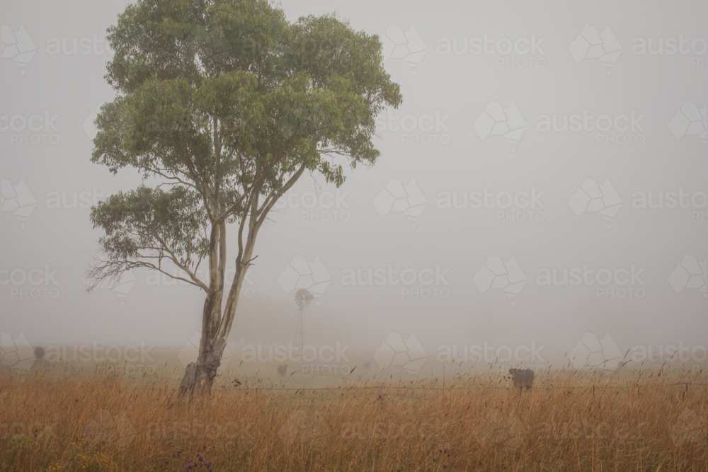 Image of Single gum tree in paddock with grazing cows on foggy morning ...