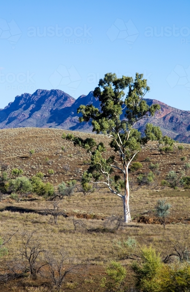 Image of Single gum tree with ranges in background, vertical - Austockphoto