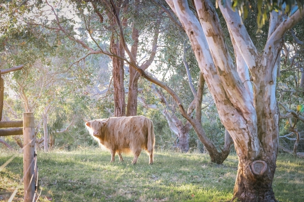 Image of Single highland cow in field in golden afternoon sun ...