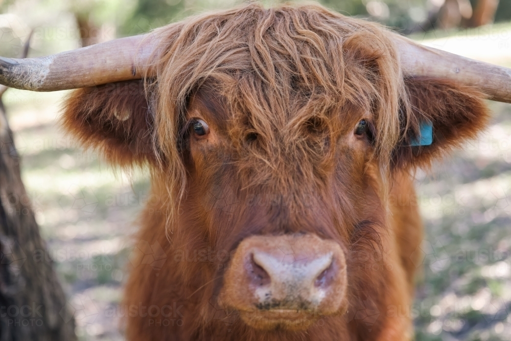 Image of Single highland cow standing in field in golden afternoon sun ...