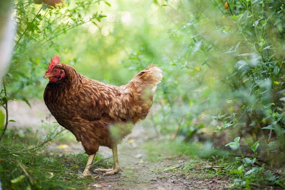 Image of Single isa brown hen walking on path between tall weeds in ...
