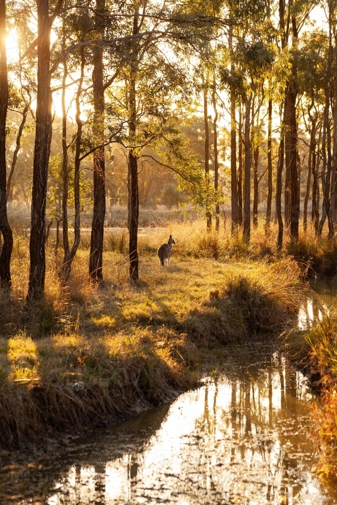 Image of Single kangaroo in australian bushland beside creek at sunset ...