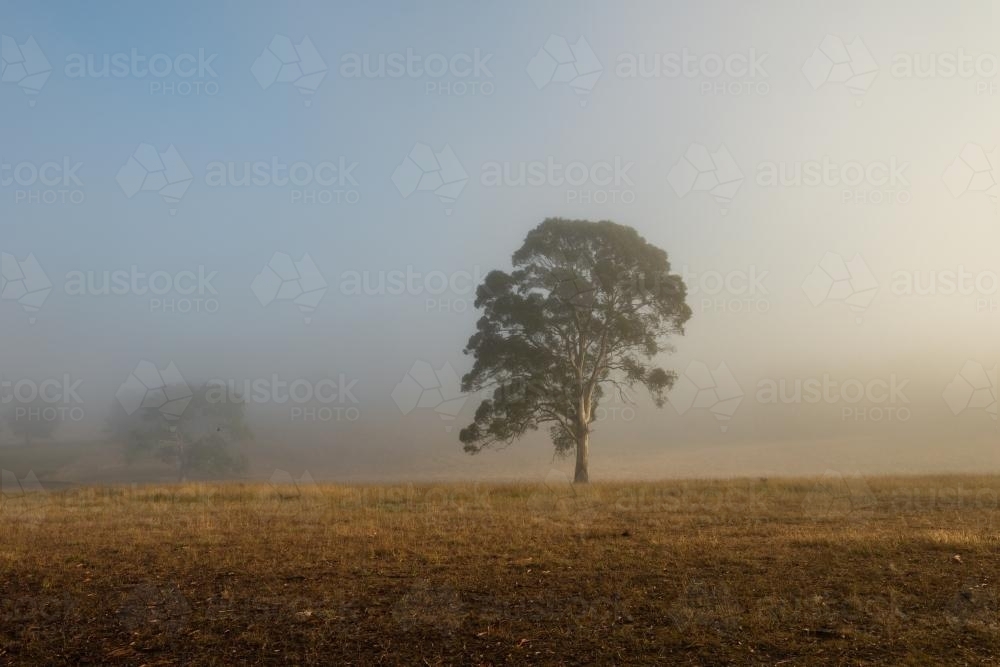 Image of Single large gum tree in morning fog - Austockphoto