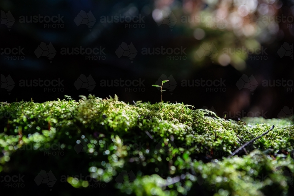 Image of Single new sprout in the moss in a rainforest - Austockphoto