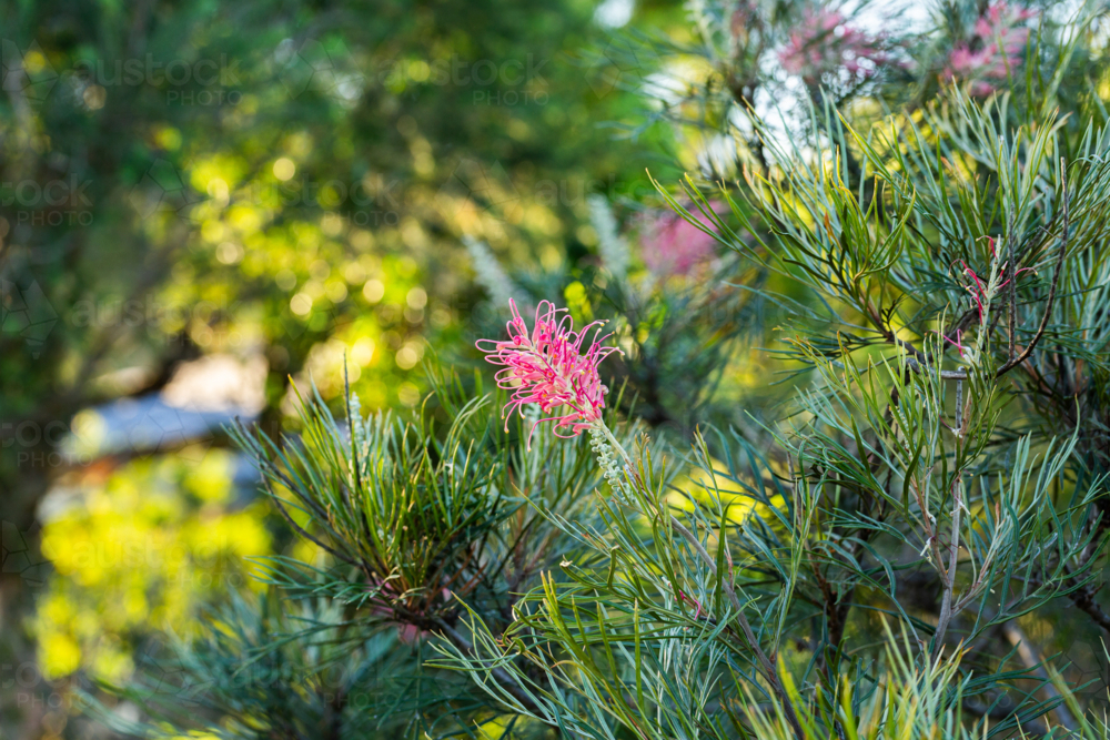 Image of Single pink flower in green native bush with bokeh backdrop ...