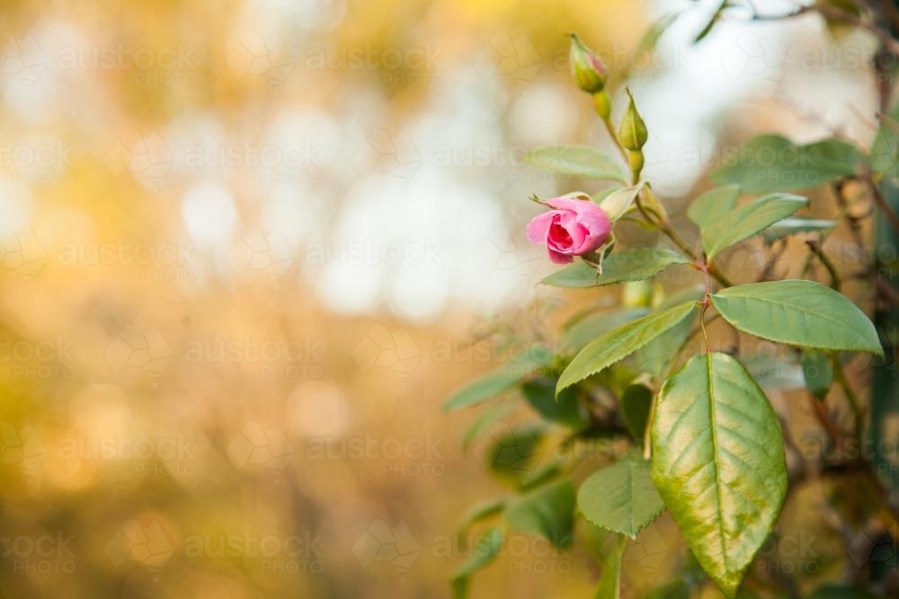 Image of Single pink rose bud in the afternoon light - Austockphoto