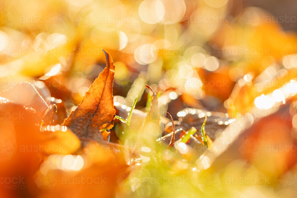 Image of Single point of liquidambar leaf isolated among a carpet of ...