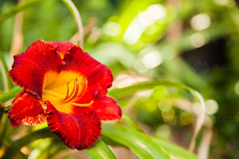 Image of Single red flower in garden with bokeh green - Austockphoto