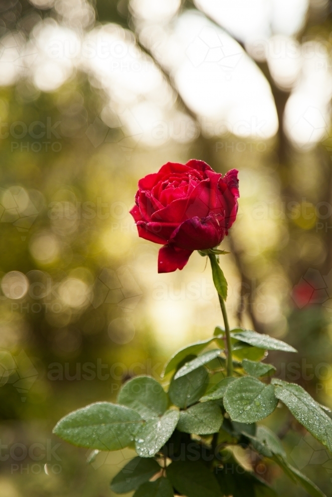 Image of Single red rose on a plant in the garden - Austockphoto