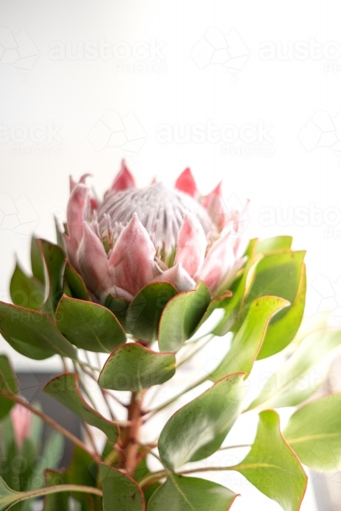 Image of Single stem king protea. - Austockphoto