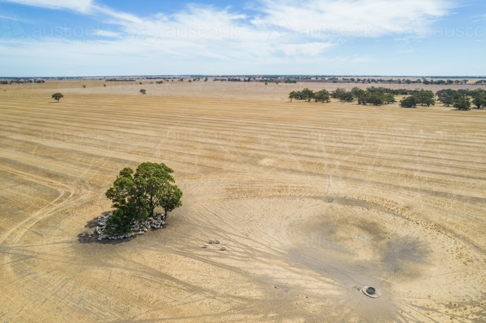 Image of Single tree offering shade to sheep in a dry barren land ...