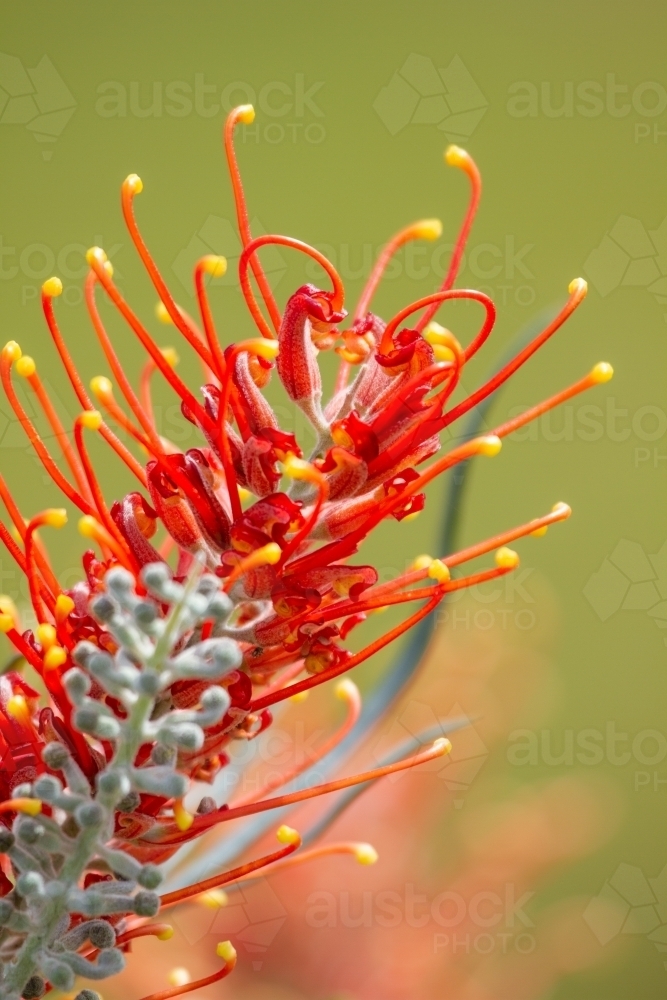 Image of Single vibrant red native grevillea flower close-up ...