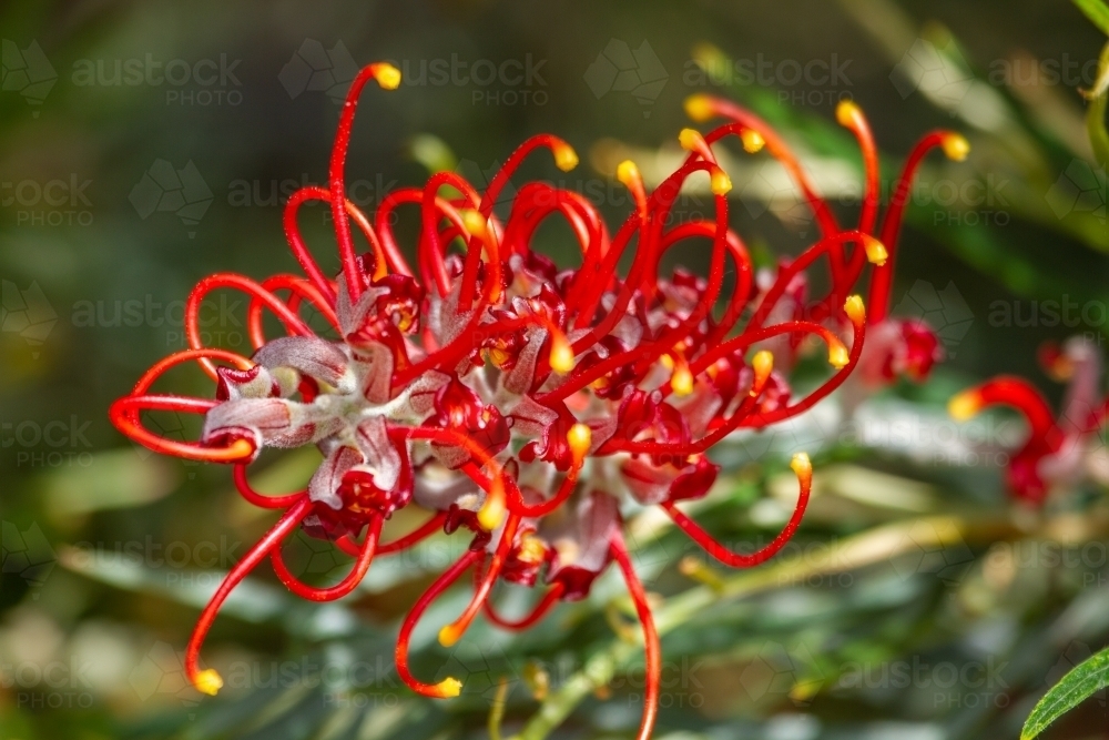 Image of Single vibrant red native grevillea flower - Austockphoto