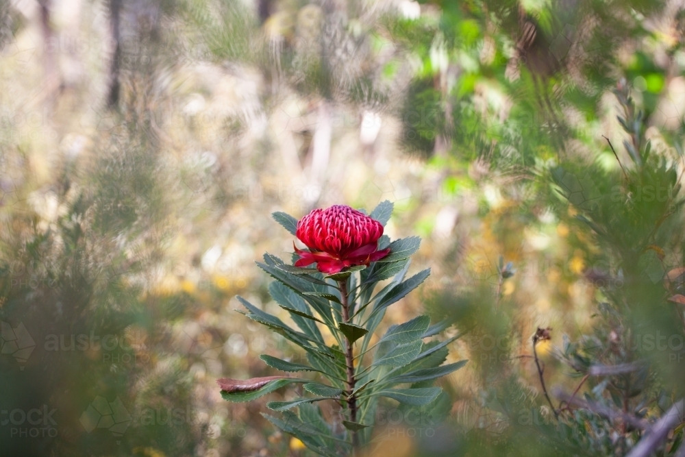 Image of Single Waratah - Austockphoto
