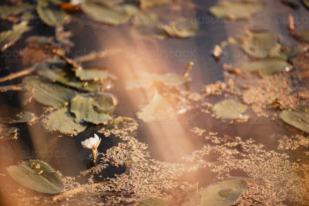 Image of Single waterlily flower emerging from dam covered in water ...