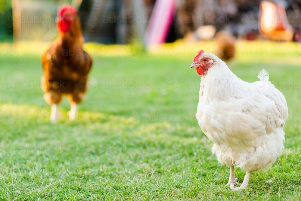Image of Single white chook hen standing on lawn on aussie farm ...
