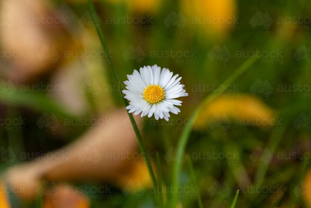 Image of Single white daisy growing in green parkland grass in autumn ...