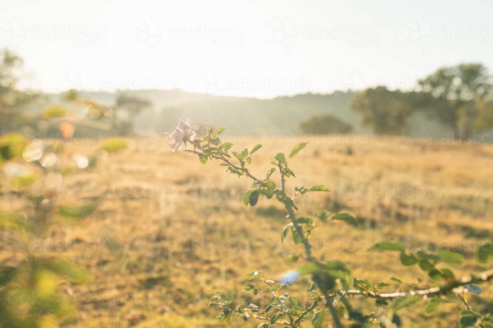 Image of Single white rose on edge of country garden with paddock in ...
