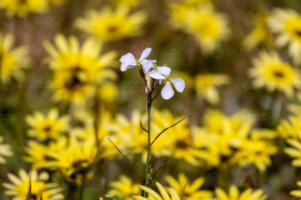 Image of Single Wild Radish flower in field of Capeweed flowers ...