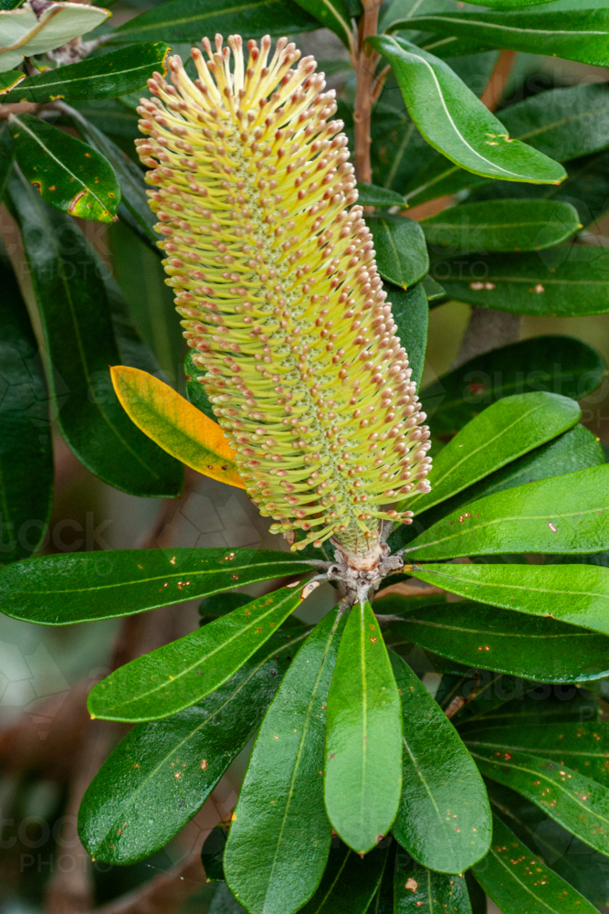 Image of Single yellow banksia flower cone surrounded by green leaves ...
