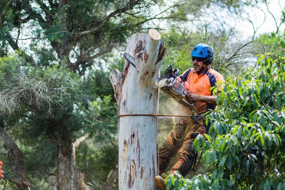 Image of Skilled workman using a chainsaw to fell a gum tree - chopping ...