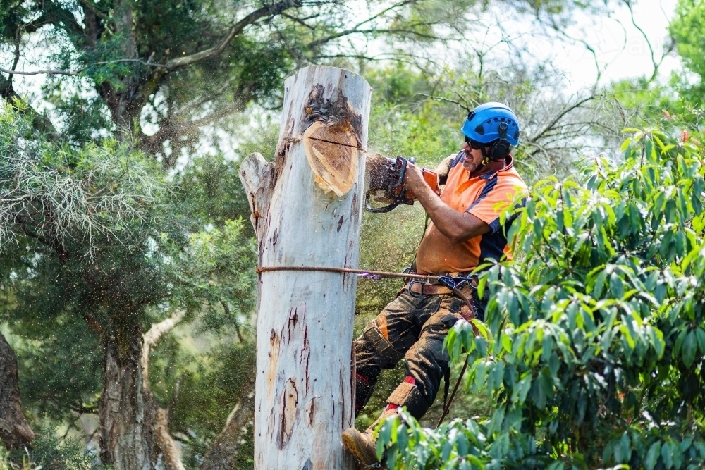 Image of Skilled workman using a chainsaw to fell a gum tree - chopping ...