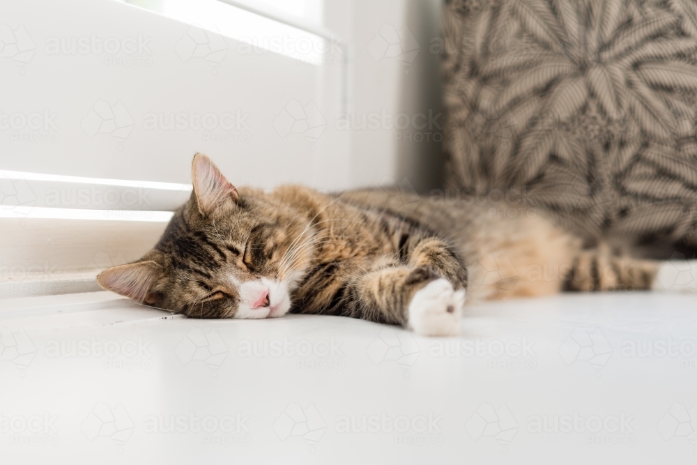 Image of sleep tabby cat - Austockphoto