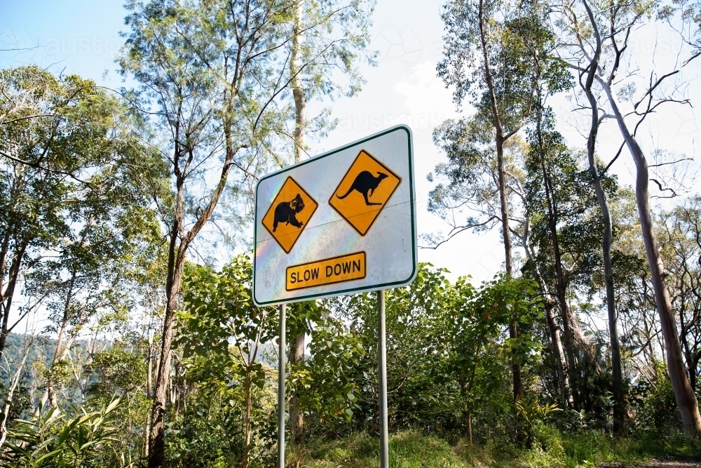 Image of slow down Koala and Kangaroo signs - Austockphoto