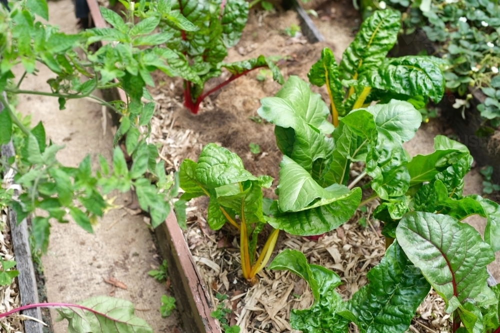 Image of Small backyard garden patch - Austockphoto